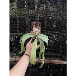 Jual SIMBAR TANAMAN HIAS TANDUK RUSA | Shopee Indonesia