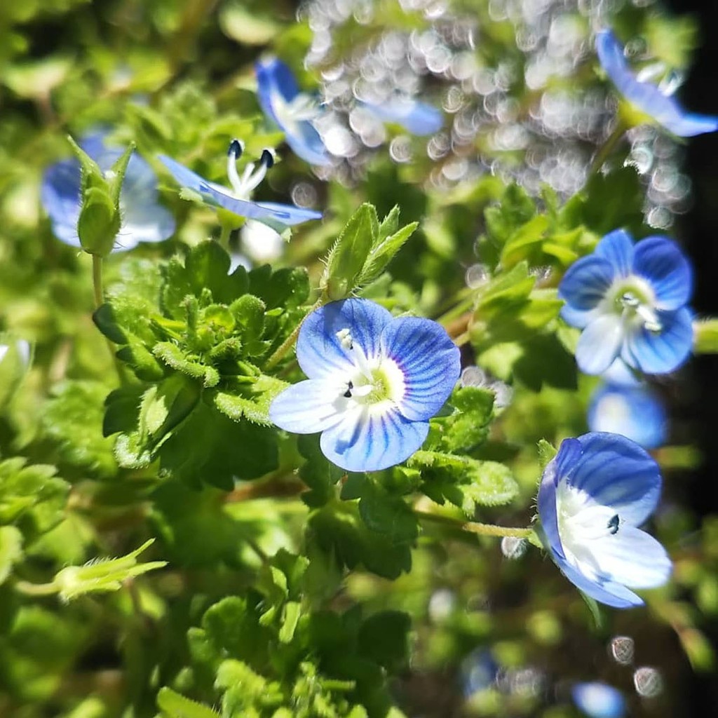 Jual TANAMAN HIAS Blue eyes bunga biru (nemophila menziesii baby blue ...