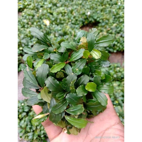 Jual Bucephalandra mini boyan clump cantik rakitan (tanaman aquascape ...