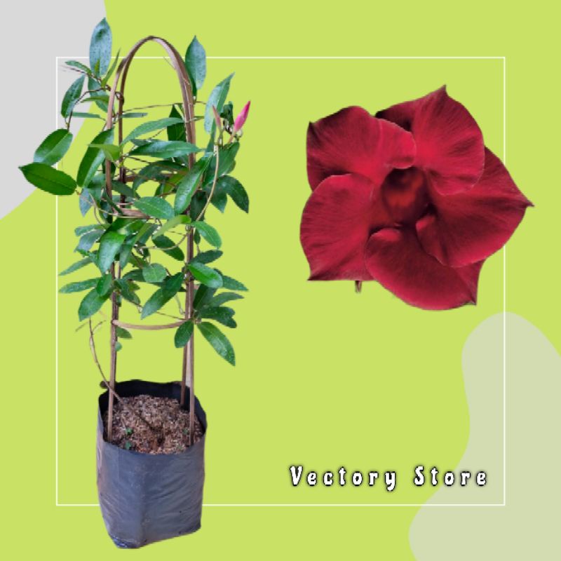 Jual Mandevilla Merah Super Rimbun Panjang 2 Meteran Limited Stock ...