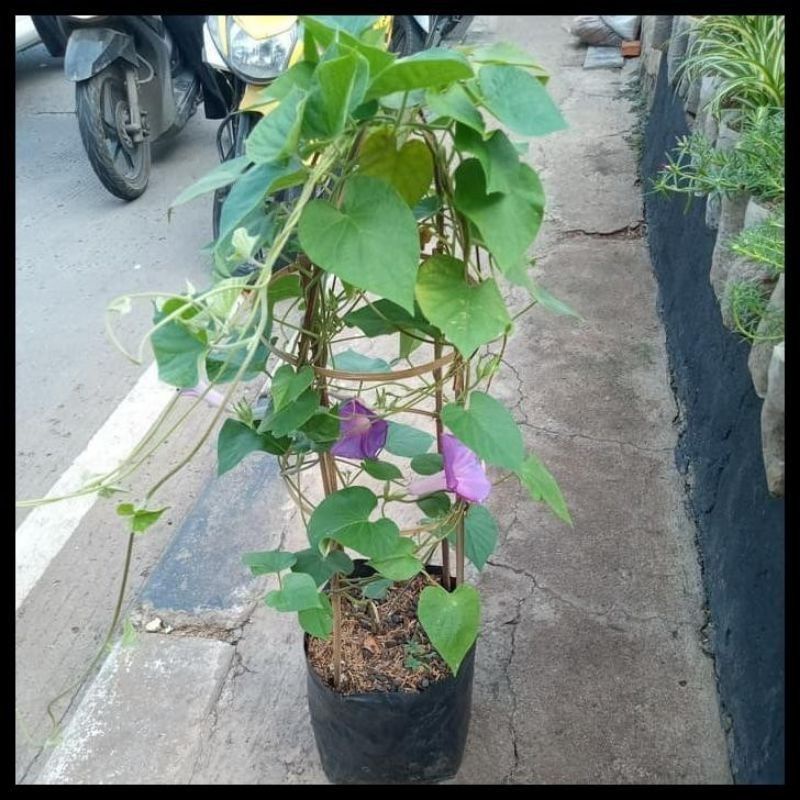 Jual Morning Glory Tanaman Hias Rambat Morning Glori | Shopee Indonesia