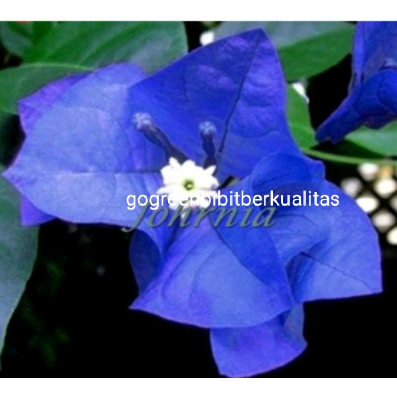 Jual 0PROMO!!TANAMAN HIAS BUGENVIL BUNGA KERTAS//BIRU MERCY cangkok ...