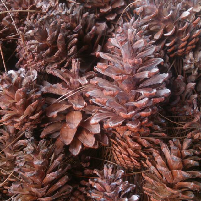 Jual Bunga pinus | Shopee Indonesia