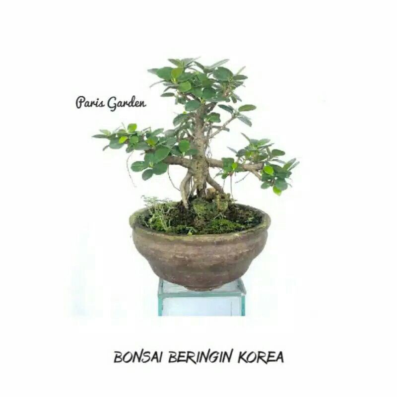 Jual Tanaman hias Bibit Bonsai Beringin Korea Bunga Hidup hiasan rumah dan taman outdoor cod ...