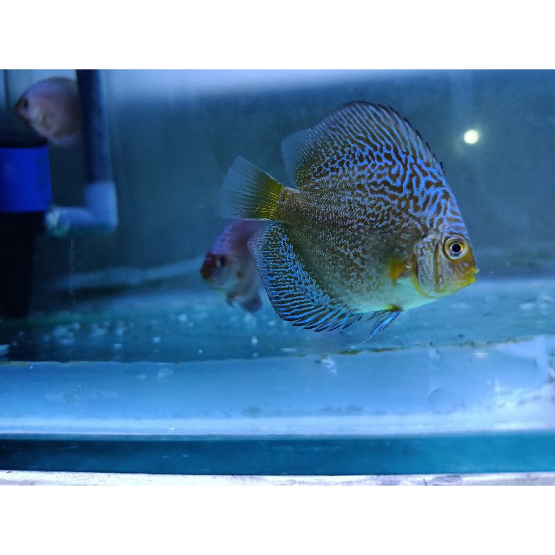 Jual Ikan Hias Discus Leopard Snake Skin LSS eruption 2 inch Indonesia ...