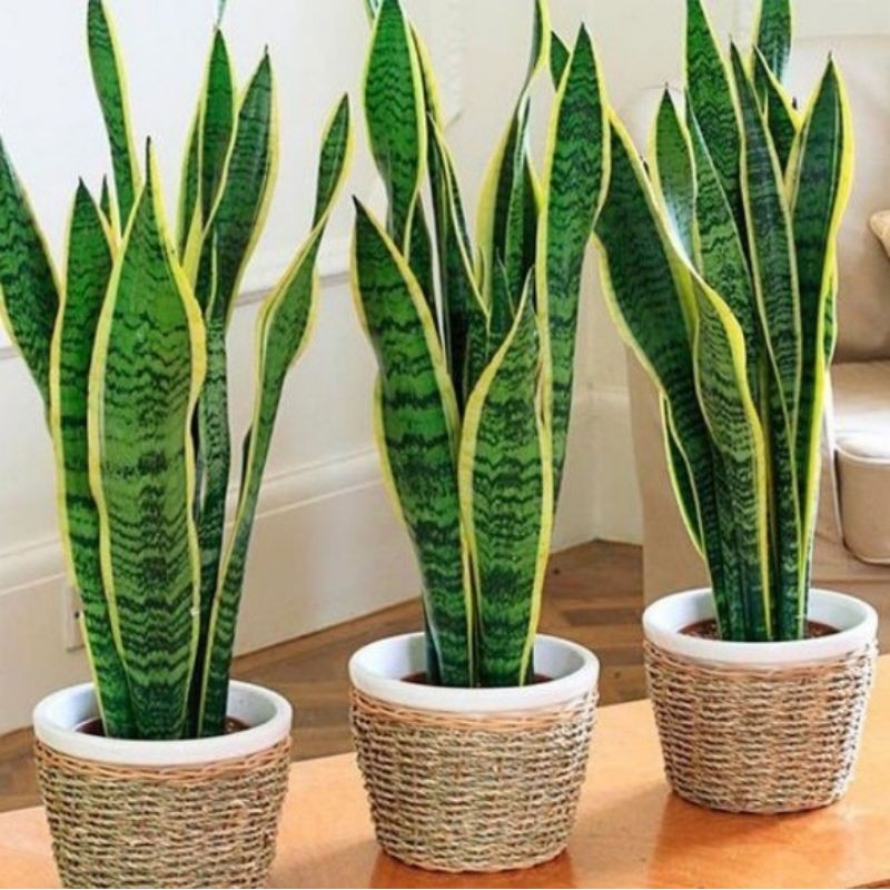 Jual PROMO ( BISA COD ) PROMO!! Tanaman Hias Sensivera Kuning 2-3 ...