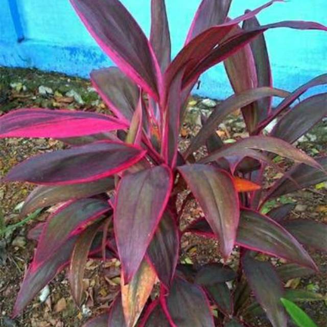 Jual Tanaman hanjuang merah / andong merag | Shopee Indonesia