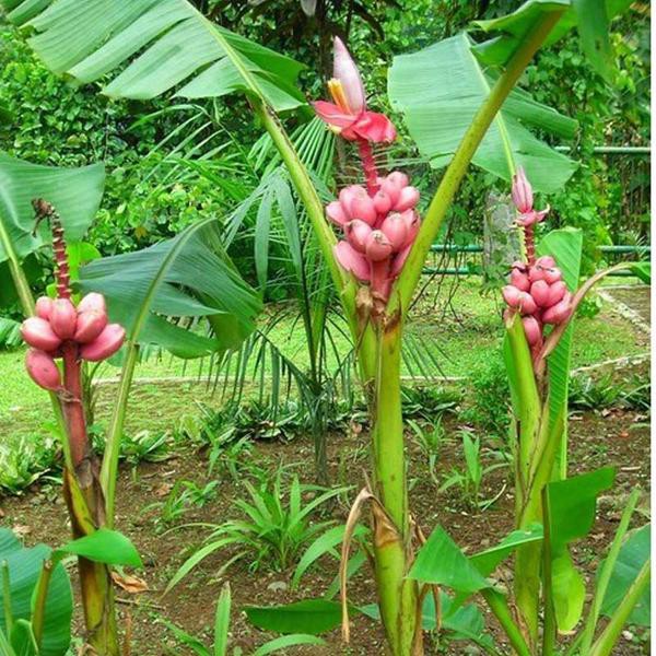 Jual Tanaman Hias Pisang Songgo Langit | Shopee Indonesia