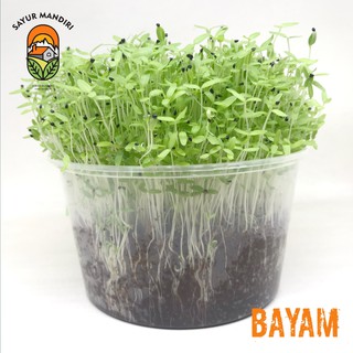 Jual Kit Microgreen Bayam Lengkap | Shopee Indonesia