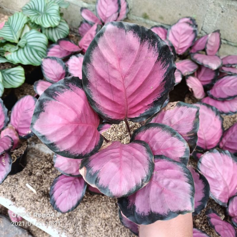 Jual bunga calatea Crimson Indonesia|Shopee Indonesia