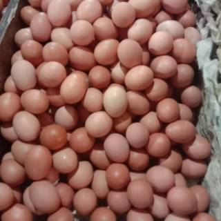 Jual Telur ayam telor ayam endog per kilo isi 18 sampai 20 butir ...