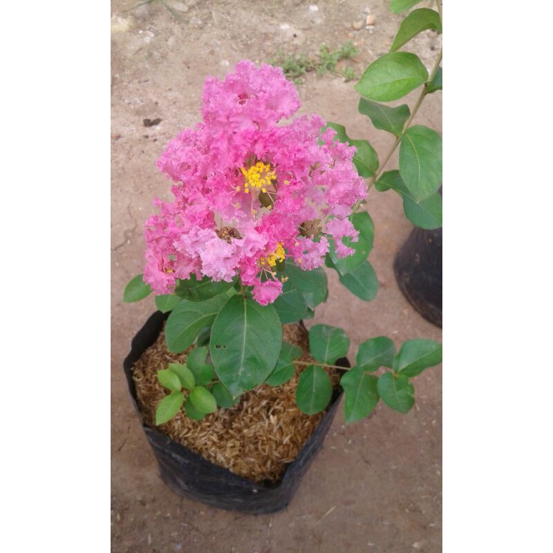 Jual Bunga Sakura/Bungur kecil pink/pink Crape Myrtle/Lagerstroemia ...