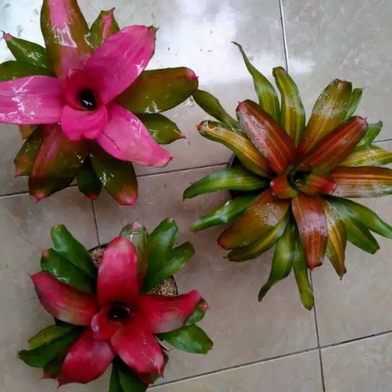 Jual paket tanaman bromelia 3 macam | Shopee Indonesia