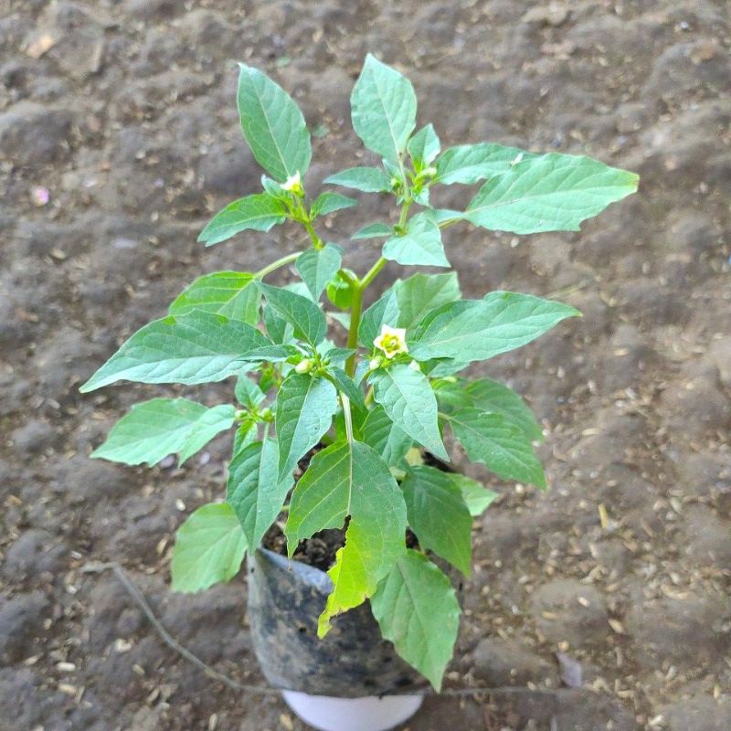 Jual Pohon Ciplukan | Bibit Tanaman Cecendet | Buah Cecenet | tanaman ...