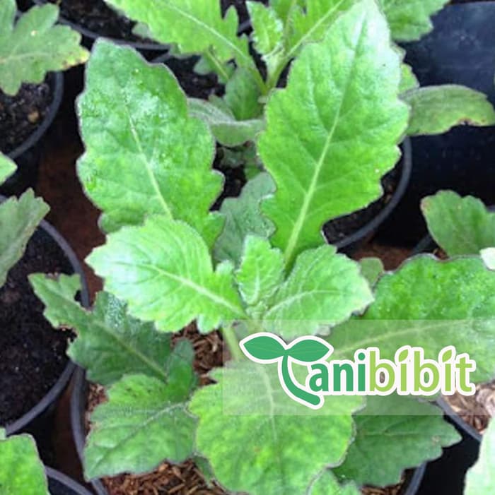 Jual Bibit Tanaman Daun Dewa - Tanaman Dewa Obat - Pohon Herbal ...