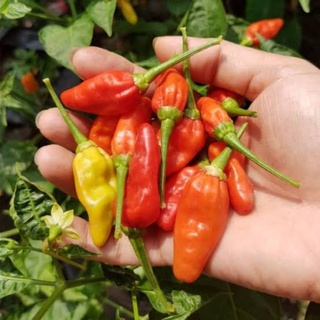 Jual CABE RAWIT PRENTUL cabe rawit domba cabe rawit setan isi 25 biji ...