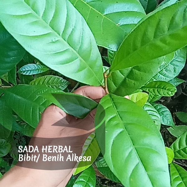 Jual Bibit Pohon Buah Alkesa Sawo Mentega Campolay 30 pcs | Shopee ...
