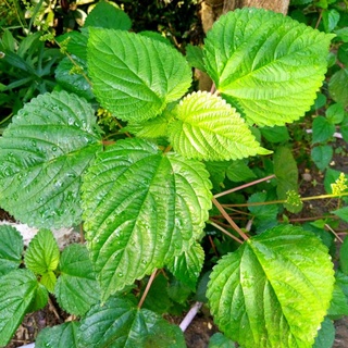 Jual Daun jelatang Daun pulus Daun herbal | Shopee Indonesia