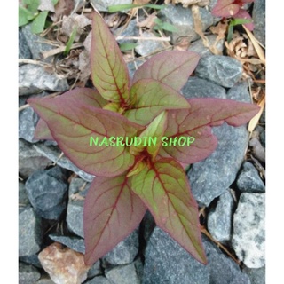 Jual BIBIT TANAMAN BOROCO / CELOSIA ARGENTEA / BOROCO MERAH / BOROCO ...