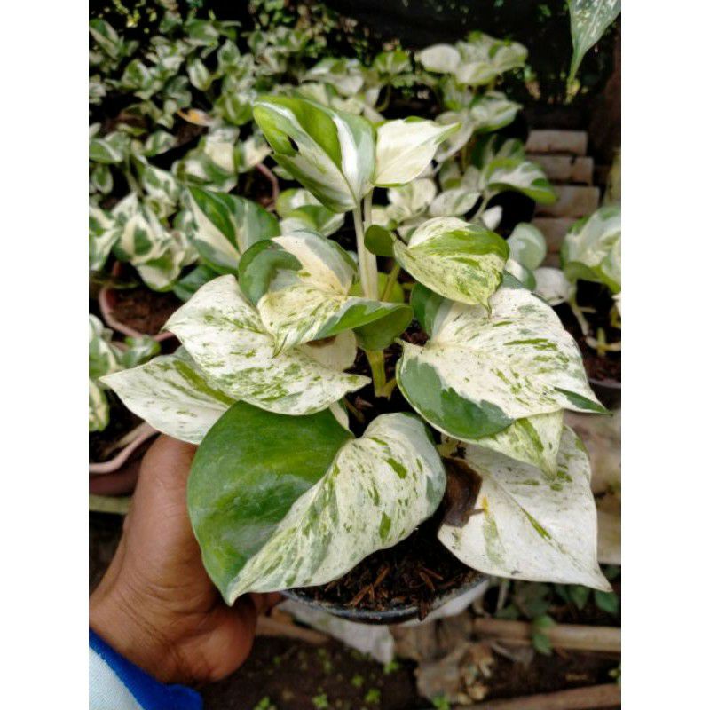 Jual sirih marble murah philodendron philo epipremnum | Shopee Indonesia