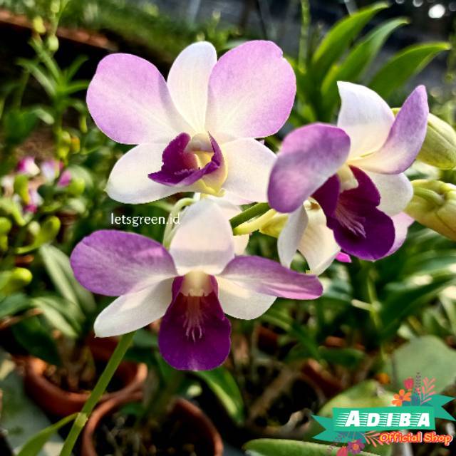 Jual Tanaman Hias Anggrek Dendrobium Arindang Blue Angel - Tanaman Hias ...