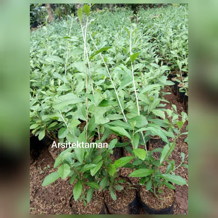 Jual tanaman lee kwan yew - tanaman li kuan yu - tanaman menjuntai ...