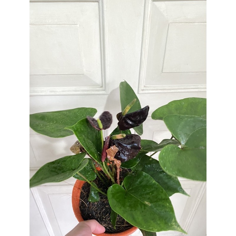 Jual Anthurium Import Black | Shopee Indonesia