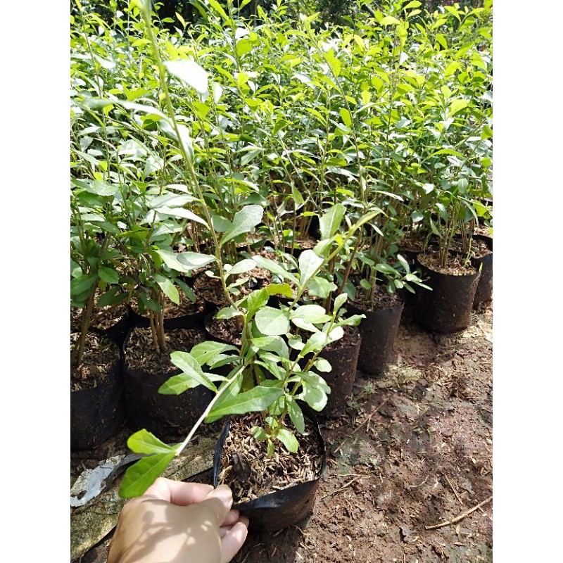 Jual tanaman hias Lee kwan yew/Li Kwan yu | Shopee Indonesia