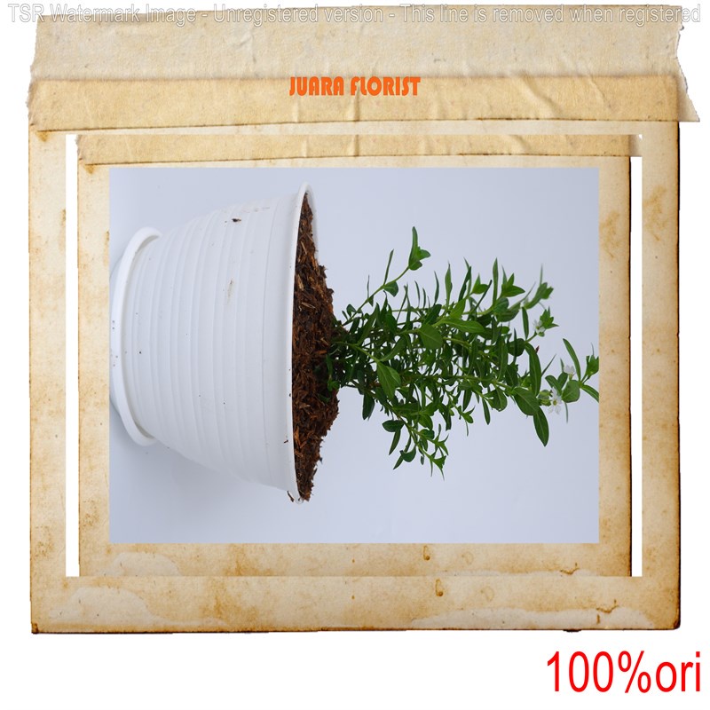 Jual Tanaman bunga taiwan beauty ungu taman - Tanaman Hias hidup ...