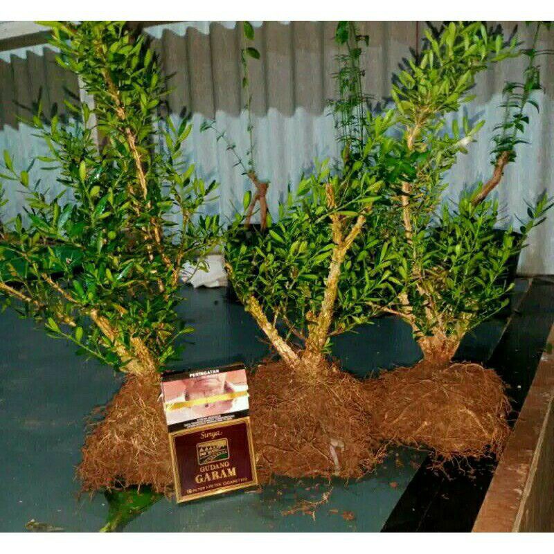 Jual Bahan Bonsai Boksus / Buxus / Boxus Indonesia|Shopee Indonesia
