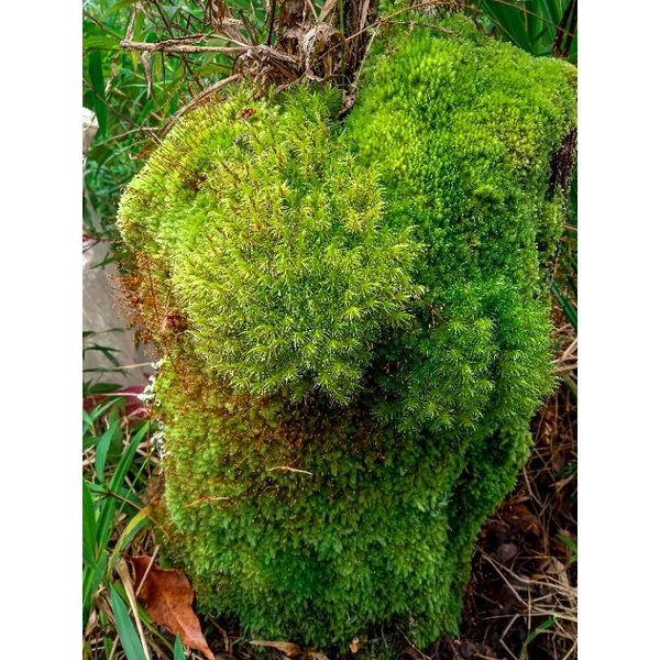 Jual Media Tanam Lumut Hidup / Moss Lumut Pinus & Lumut Tutup Pot ...