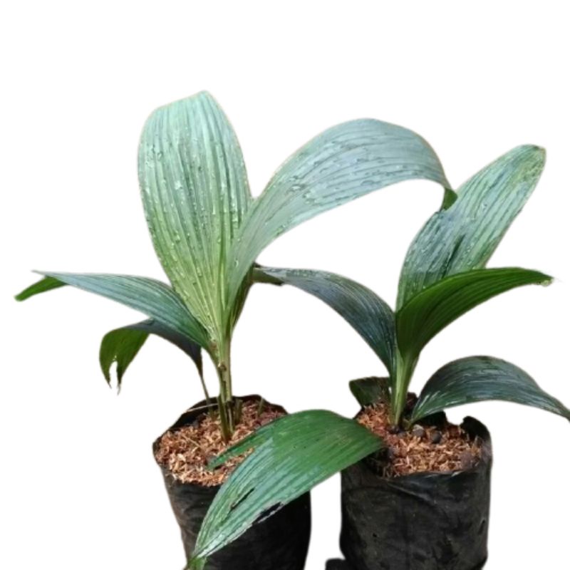 Jual Jual Bibit tanaman pohon marasi/buah lemba organik siap berbuah si ...