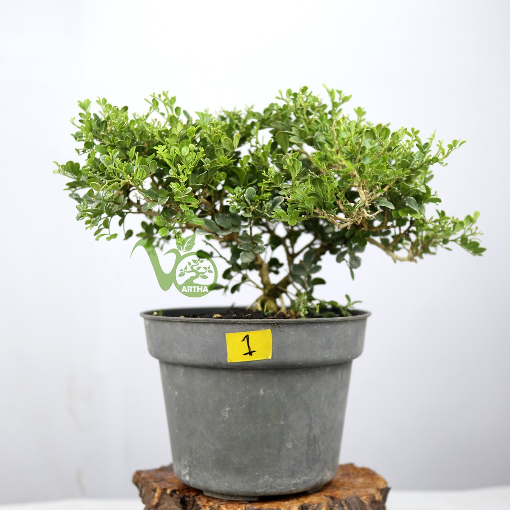 Jual Bahan Bonsai Kemuning Mikro 1 | Shopee Indonesia