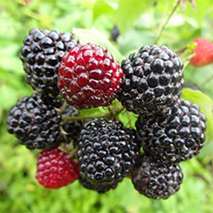 Bibit / Benih Biji Buah BLACK RASPBERRY Fruits Beri Hitam Mudah Tumbuh ...