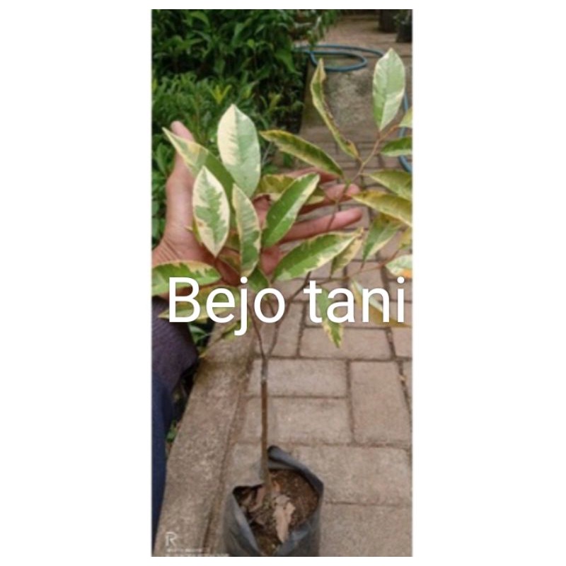 Harga genitu Terbaru Jun 2025 | BigGo Indonesia