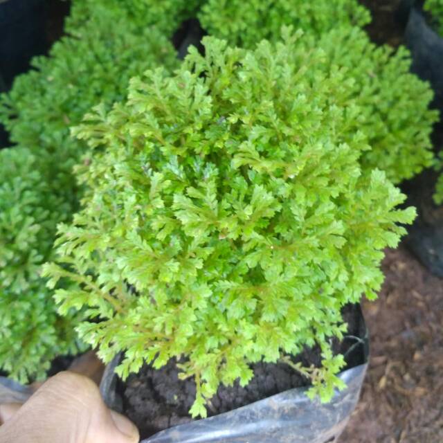 Jual Tanaman hias - lumut ambon - tanaman pot ande ande lumut | Shopee ...