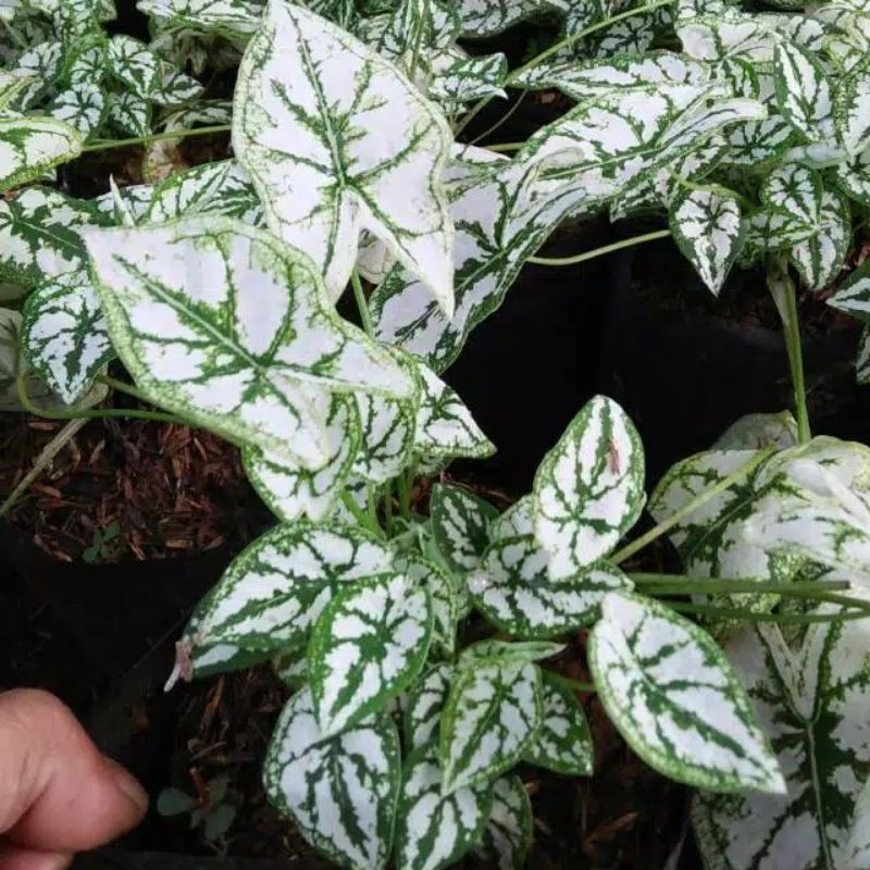 Jual pohon keladi mutiara mini / tanaman hias | Shopee Indonesia