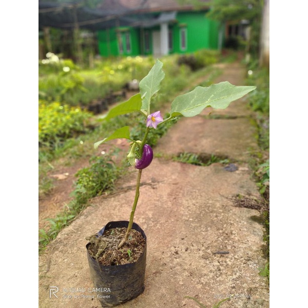 Jual POHON TERONG UNGU / POHON TERONG | Shopee Indonesia