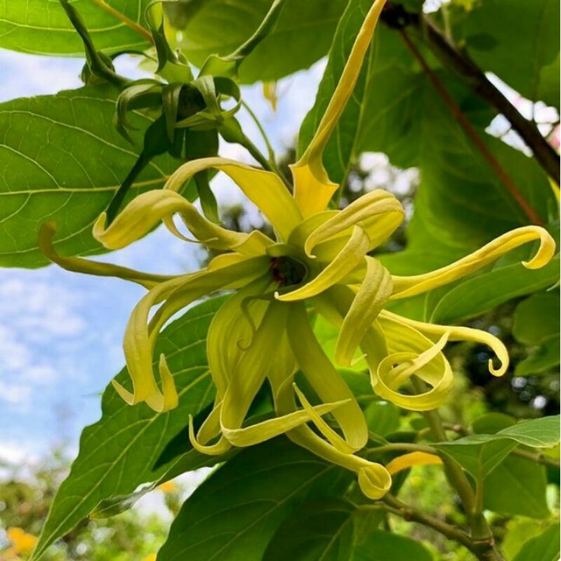 Jual Bibit pohon bunga kenanga - pohon bunga kenanga | Shopee Indonesia