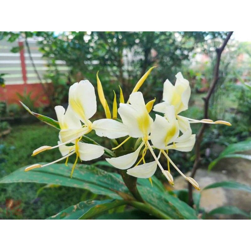 Jual Gandasuli Rimpang Rhizom pokok gondosuli bunga kuning,(Hedychium ...