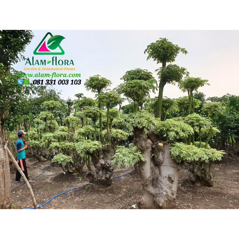 Jual Bonsai Randu Variegata Untuk Taman | Shopee Indonesia