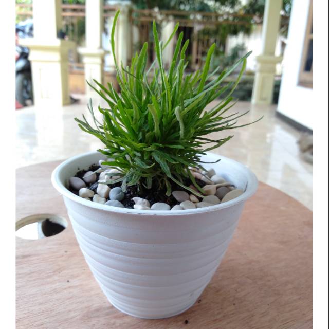 Beginilah Gambar Tanaman Rumput Fatimah Jaman Now - Informasi Seputar ...