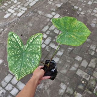 Jual BISA COD Keladi Putih Caladium Tisu White Christmast - Tanaman ...
