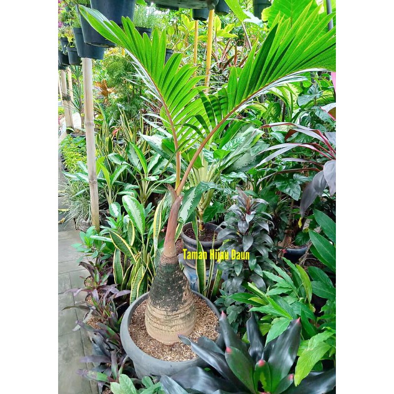 Jual Palem Botol Tanaman Hias Indoor Dan Outdoor Koleksi Pribadi ...