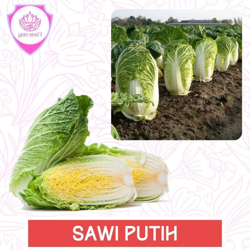 Jual SAWI PUTIH [isi-12] Benih Chinese Cabbage F1 Biji Sayur | Shopee ...