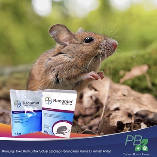 Jual Racumin 0.75 TP - Racun Tikus Bubuk - Bayer - Tracking Powder - 1 ...