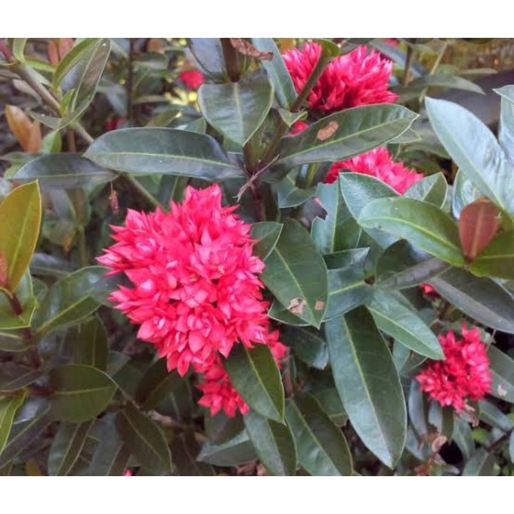 Jual PAKET 4 BIBIT BUNGA ASOKA (MERAH,KUNING,PUTIH,PINK) Indonesia ...