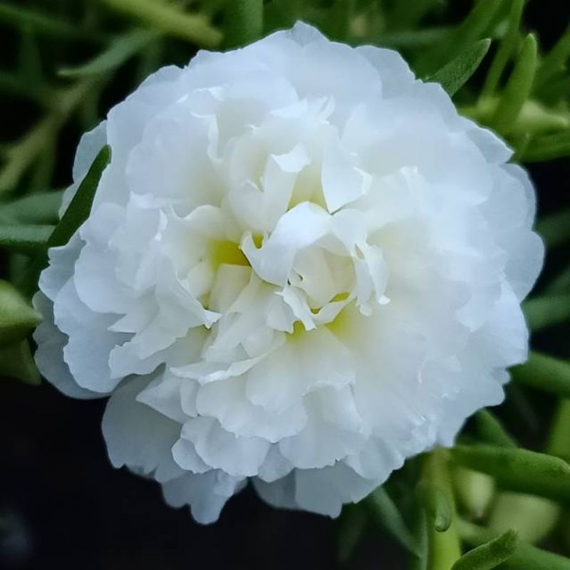 Jual satu ikat isi 10 biji.Krokot/bunga jam 9 "spearmint" | Shopee ...