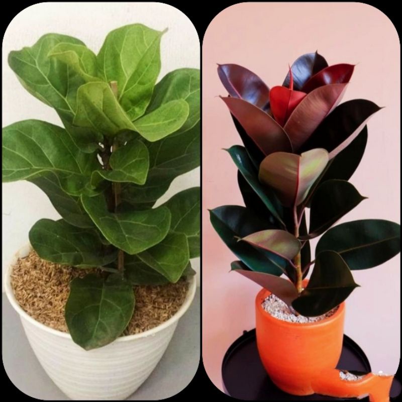 Jual paket 2 jenis tanaman hias - Ketapang biola + karet kebo ficus ...
