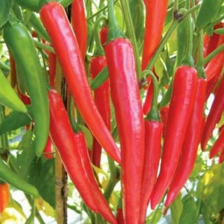 Jual CABE BESAR (isi-5) - Benih Biji Cabai Teropong | Shopee Indonesia